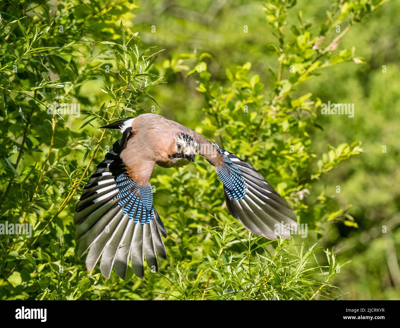 Jay flying hi-res stock photography and images - Alamy