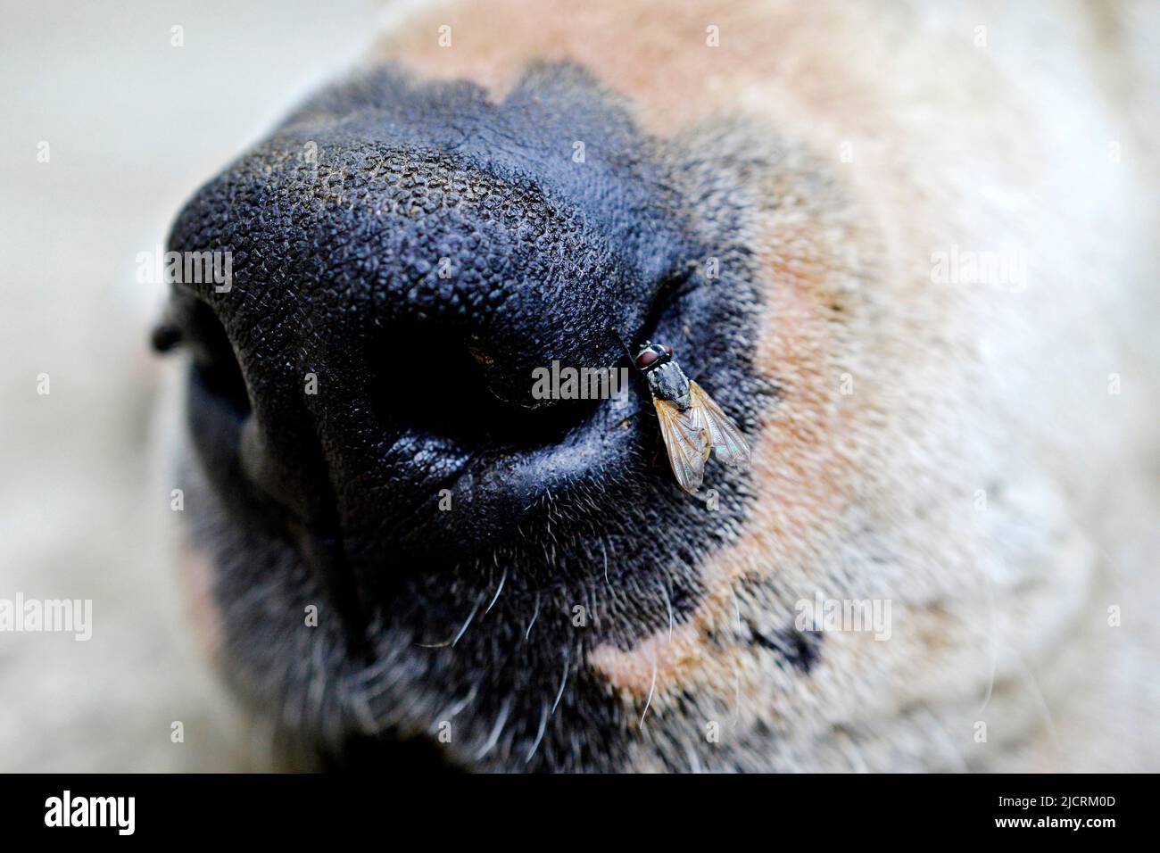 Fly nose hi-res stock photography and images - Alamy