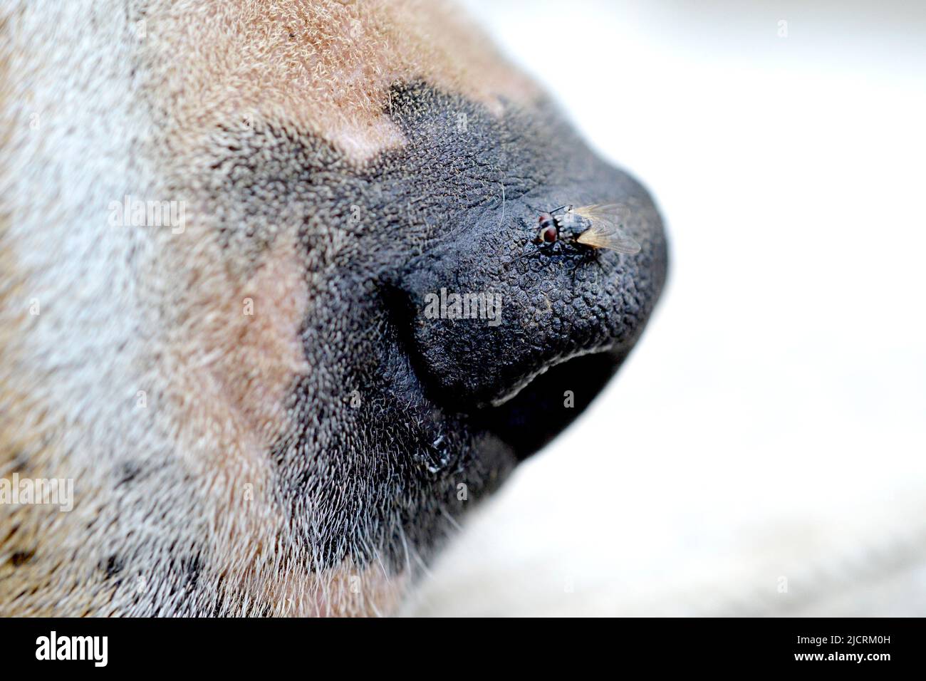 Fly nose hi-res stock photography and images - Alamy
