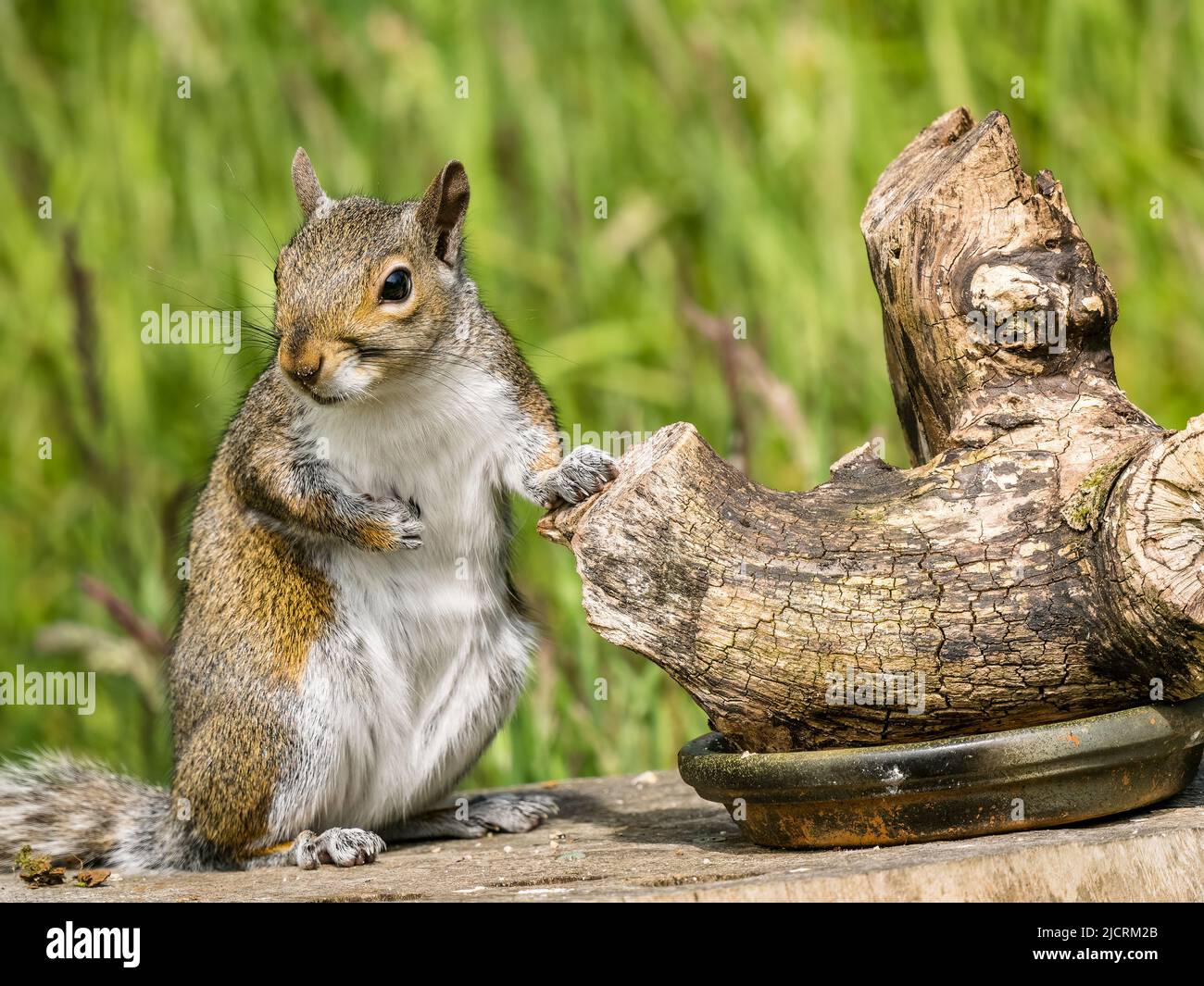 A grey squirrel casually leaning on a small log by a seed feeder Stock ...
