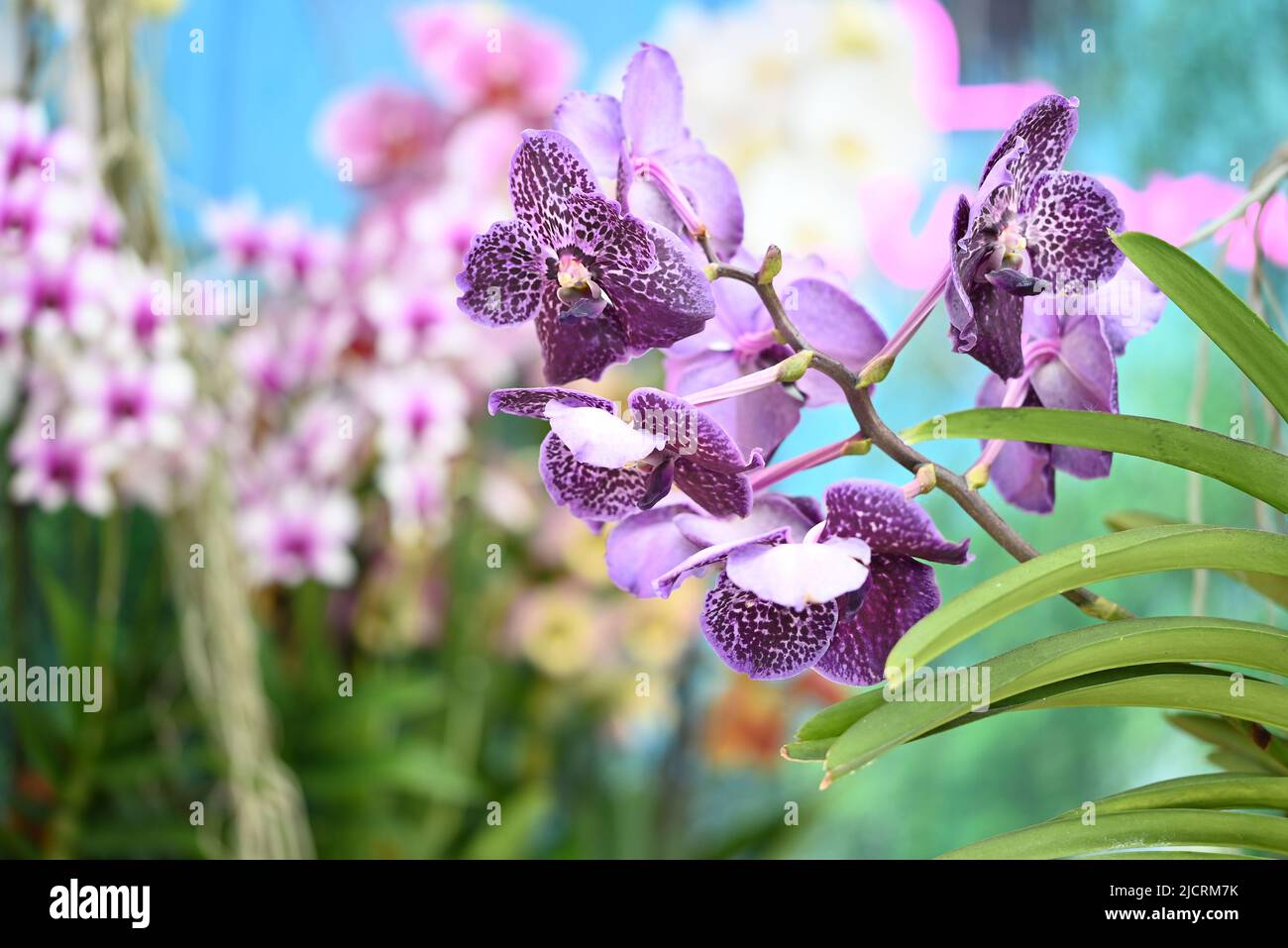 Variety of peppers showed in windows Stock Photo - Alamy