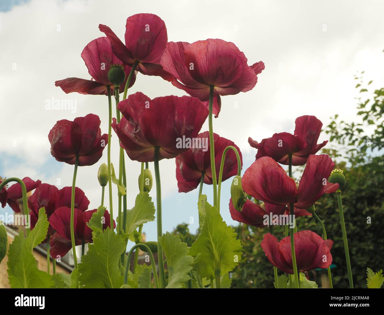 Poppies rewilding hi-res stock photography and images - Alamy