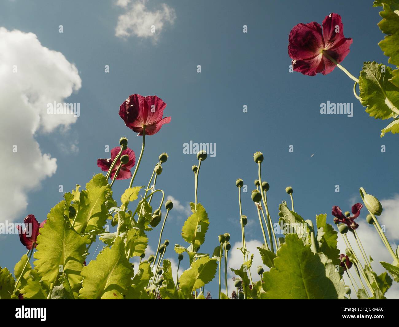 Poppies rewilding hi-res stock photography and images - Alamy