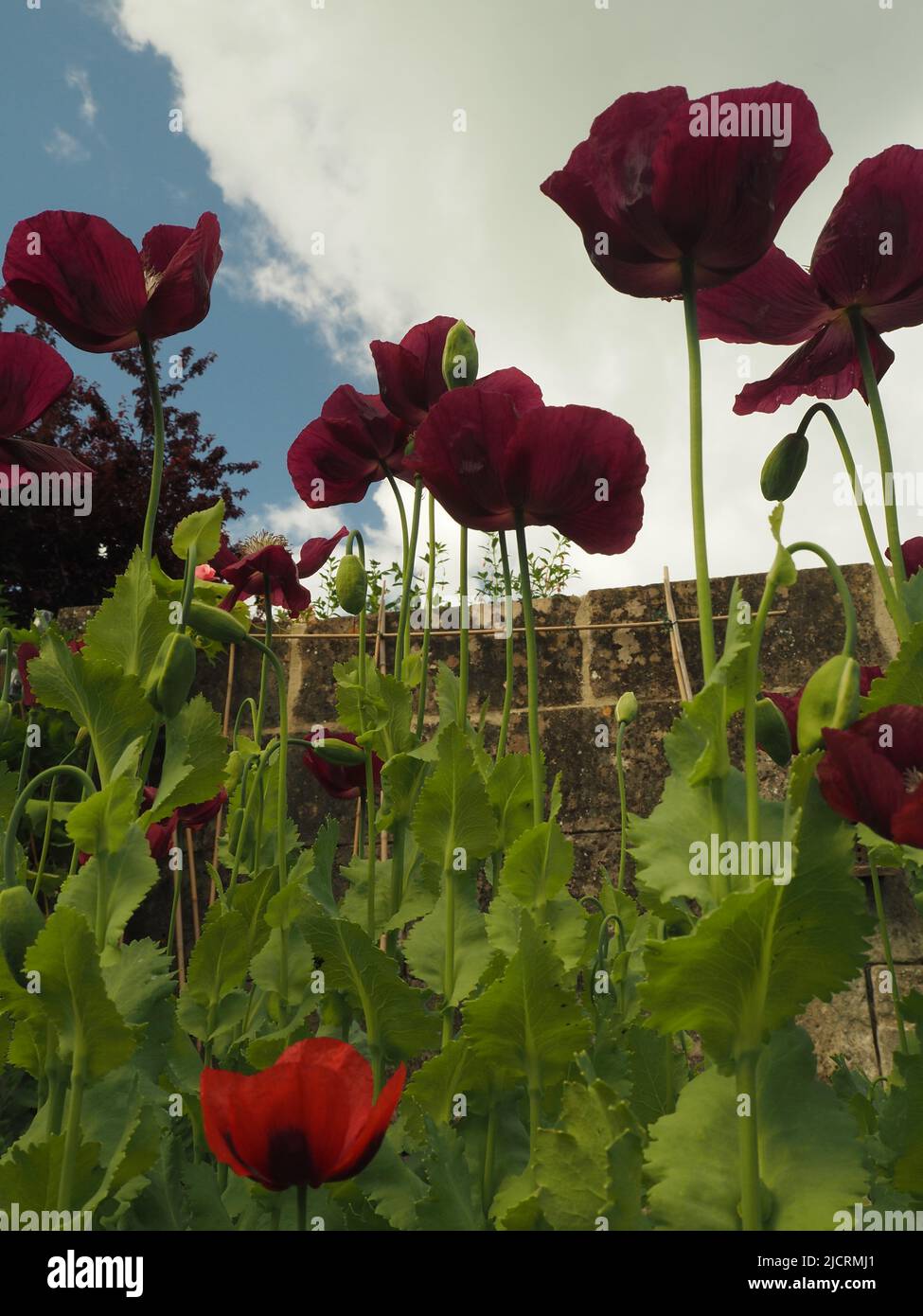 Poppies rewilding hi-res stock photography and images - Alamy