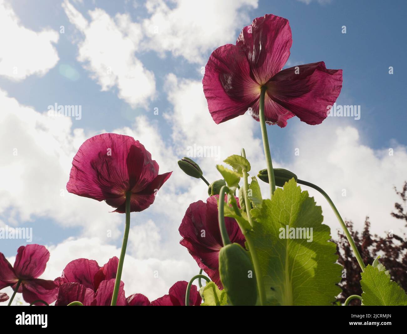 Poppies rewilding hi-res stock photography and images - Alamy