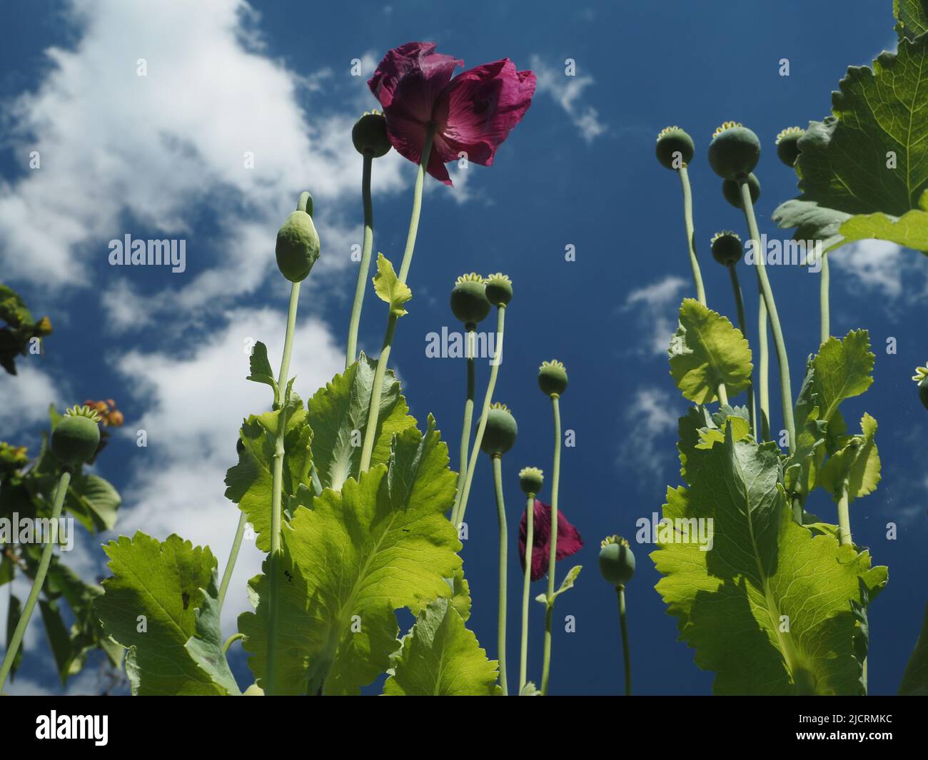 Poppies rewilding hi-res stock photography and images - Alamy