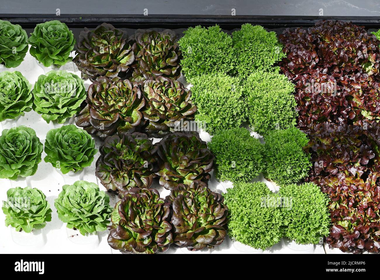 Variety of peppers showed in windows Stock Photo - Alamy