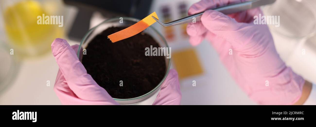 Scientist chemist checking soil acidity using litmus paper in ...