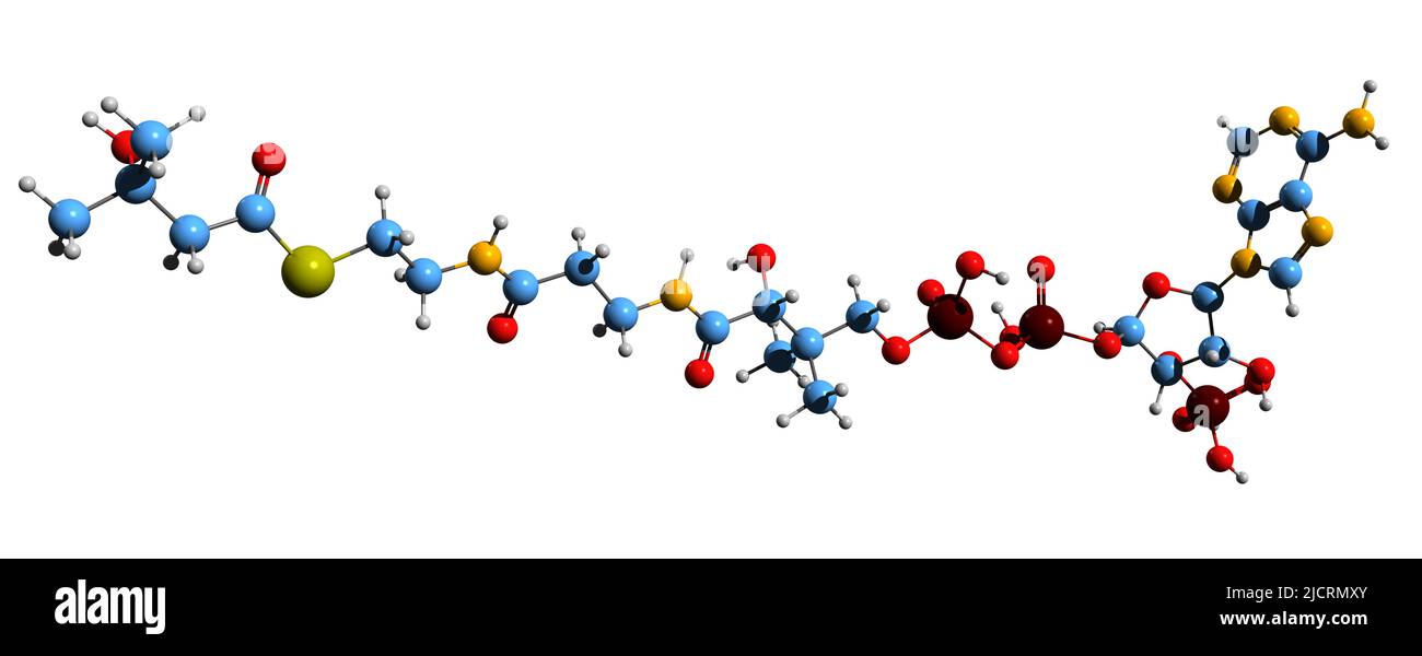 3D image of beta-Hydroxy beta-methylbutyryl-CoA skeletal formula ...