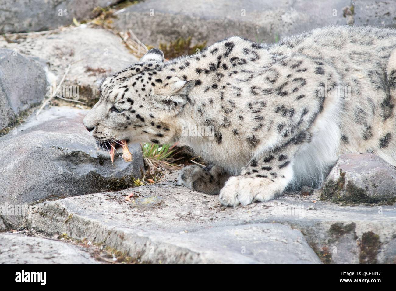 snow leopard five sisters zoo west lothian Stock Photo - Alamy