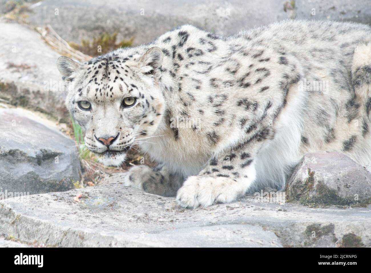 snow leopard five sisters zoo west lothian Stock Photo - Alamy