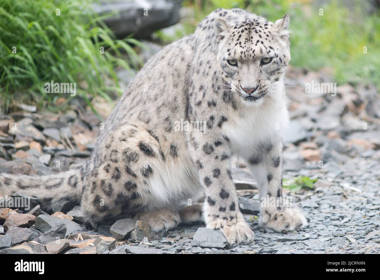 snow leopard five sisters zoo west lothian Stock Photo - Alamy