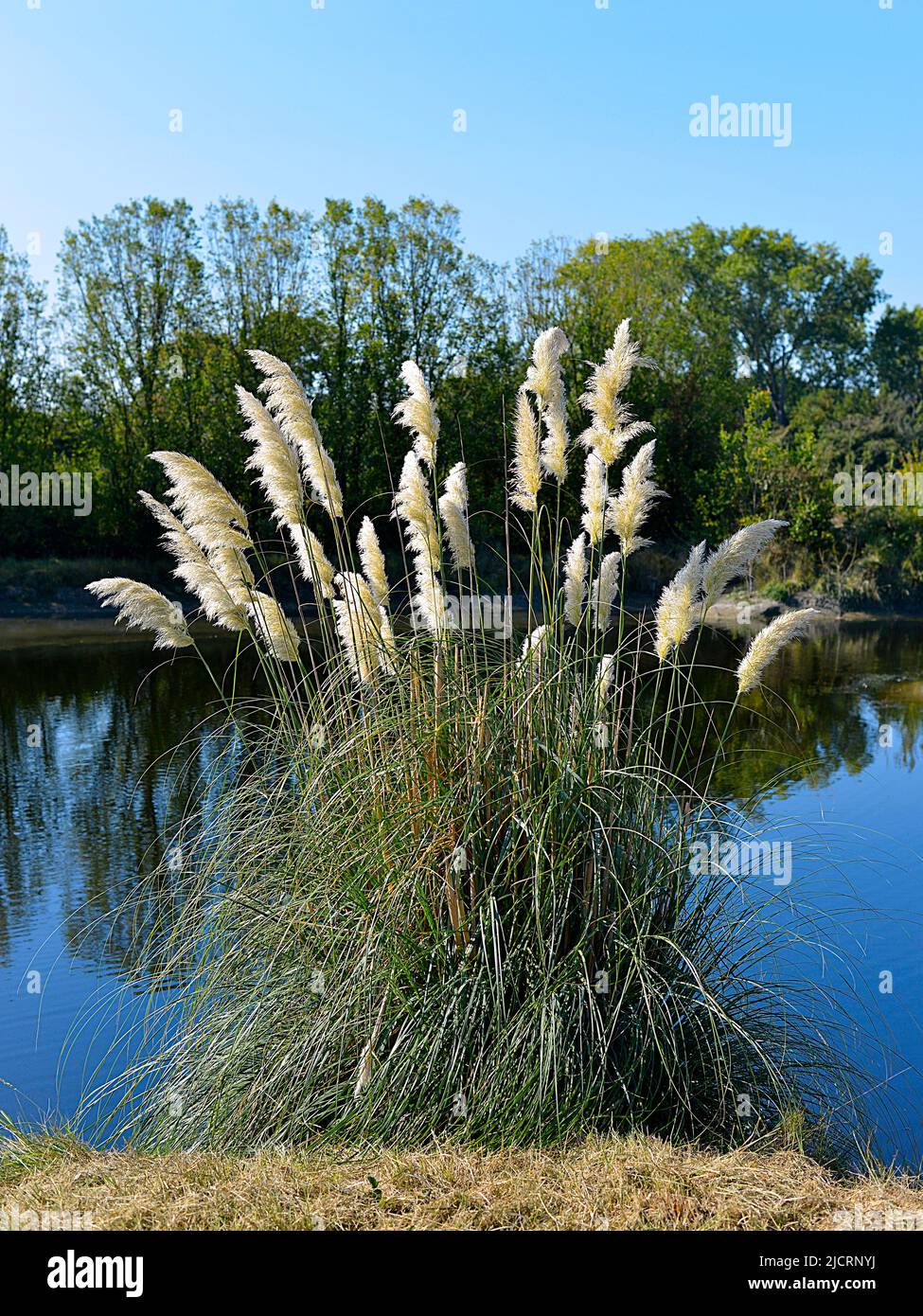 Ornamental grass pond hi-res stock photography and images - Alamy