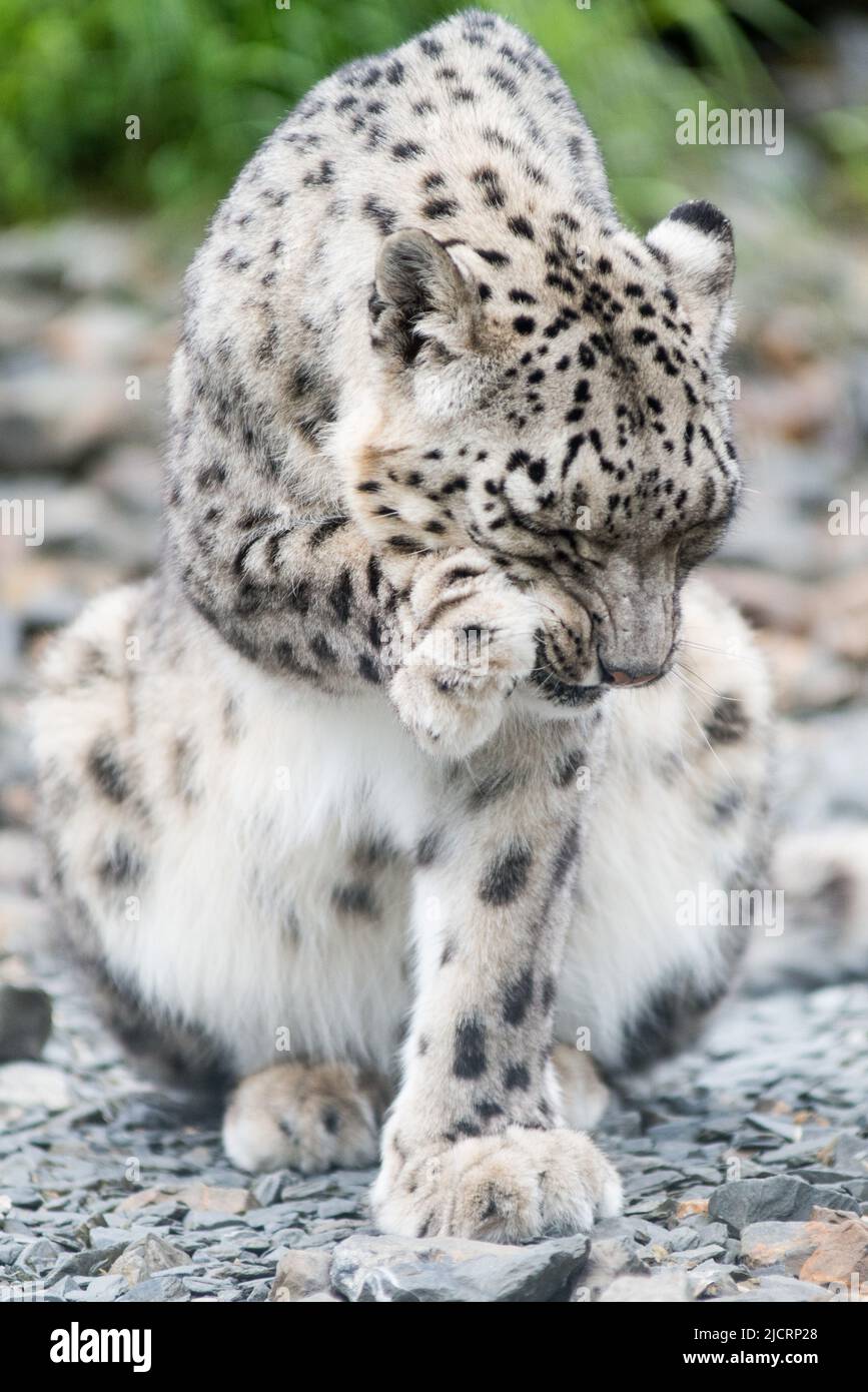snow leopard five sisters zoo west lothian Stock Photo - Alamy