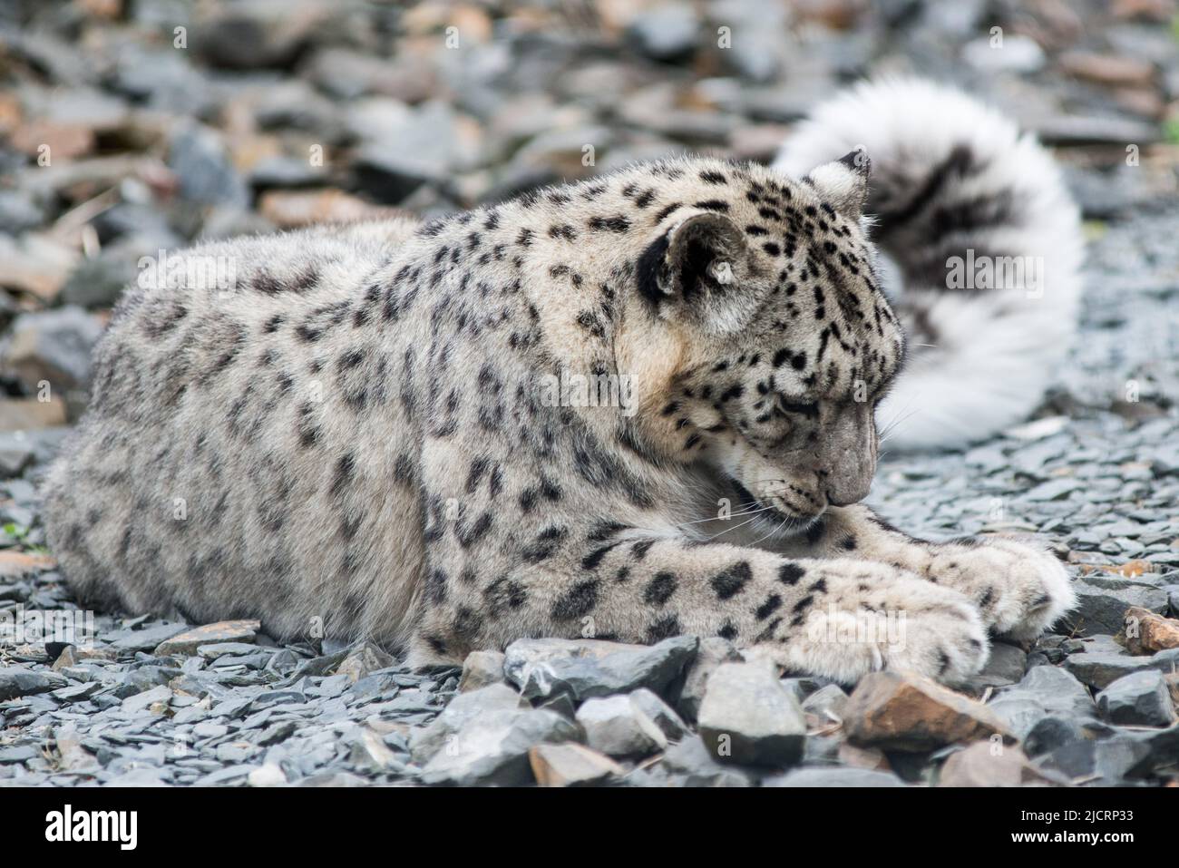 snow leopard five sisters zoo west lothian Stock Photo - Alamy