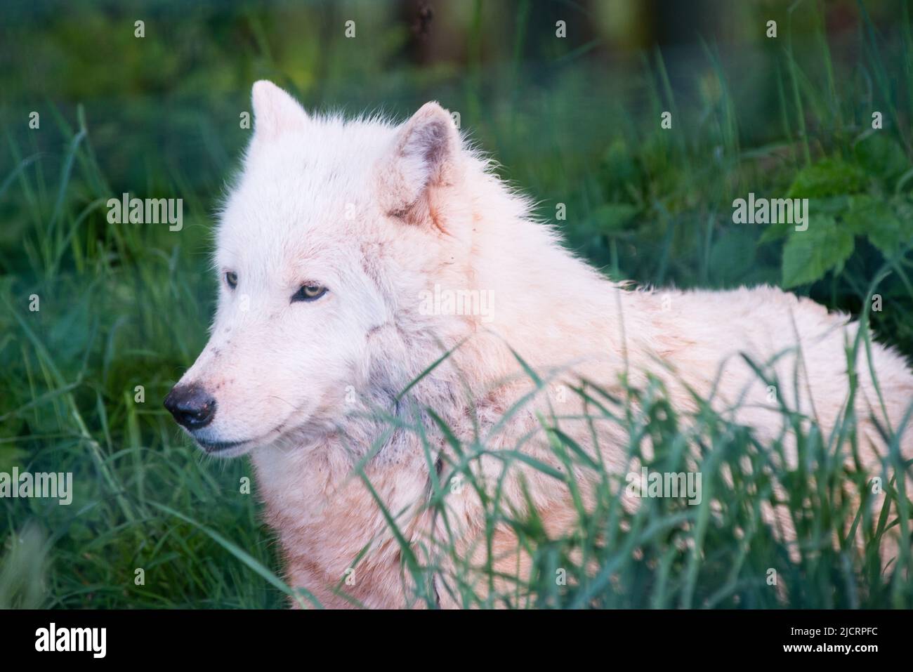 white wolf at five sisters zoo Stock Photo - Alamy