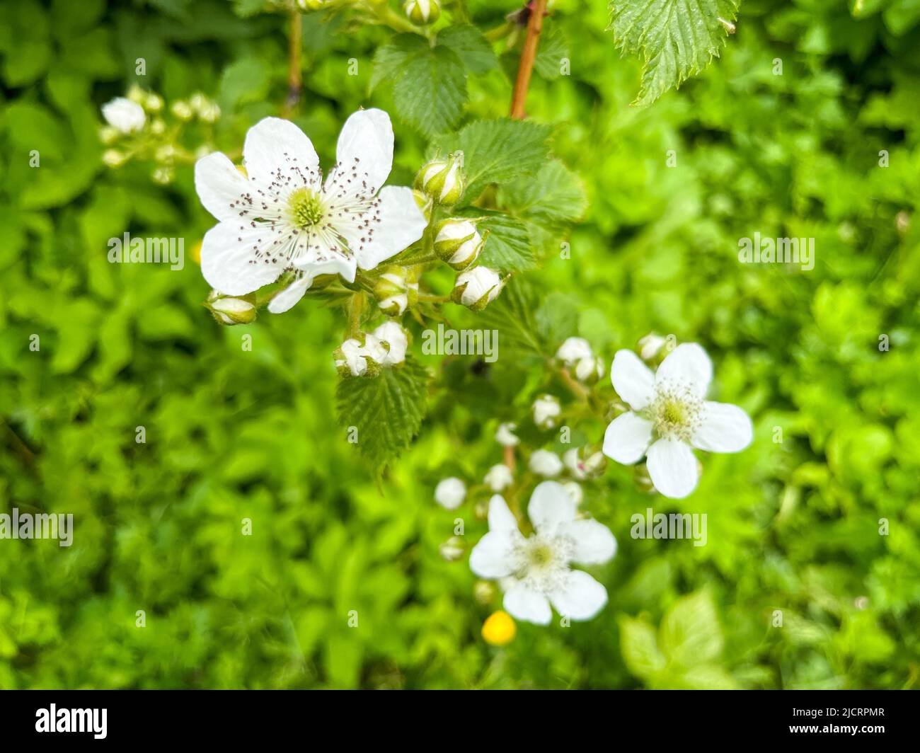 Bush shrub fruit garden gardening hi-res stock photography and images ...