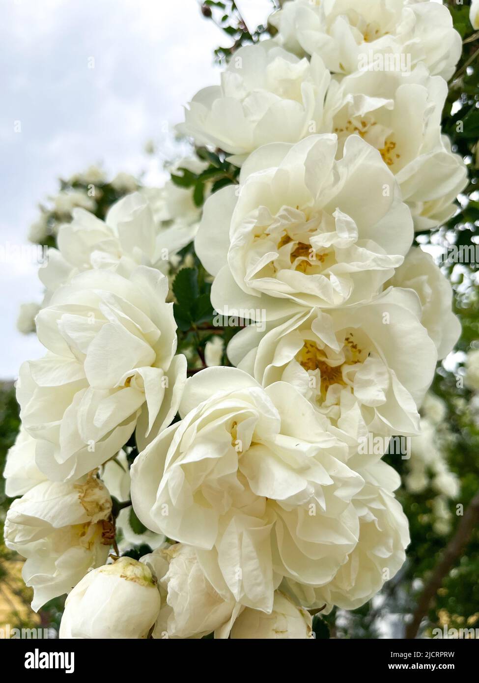 Femoral leaved rose hi-res stock photography and images - Alamy