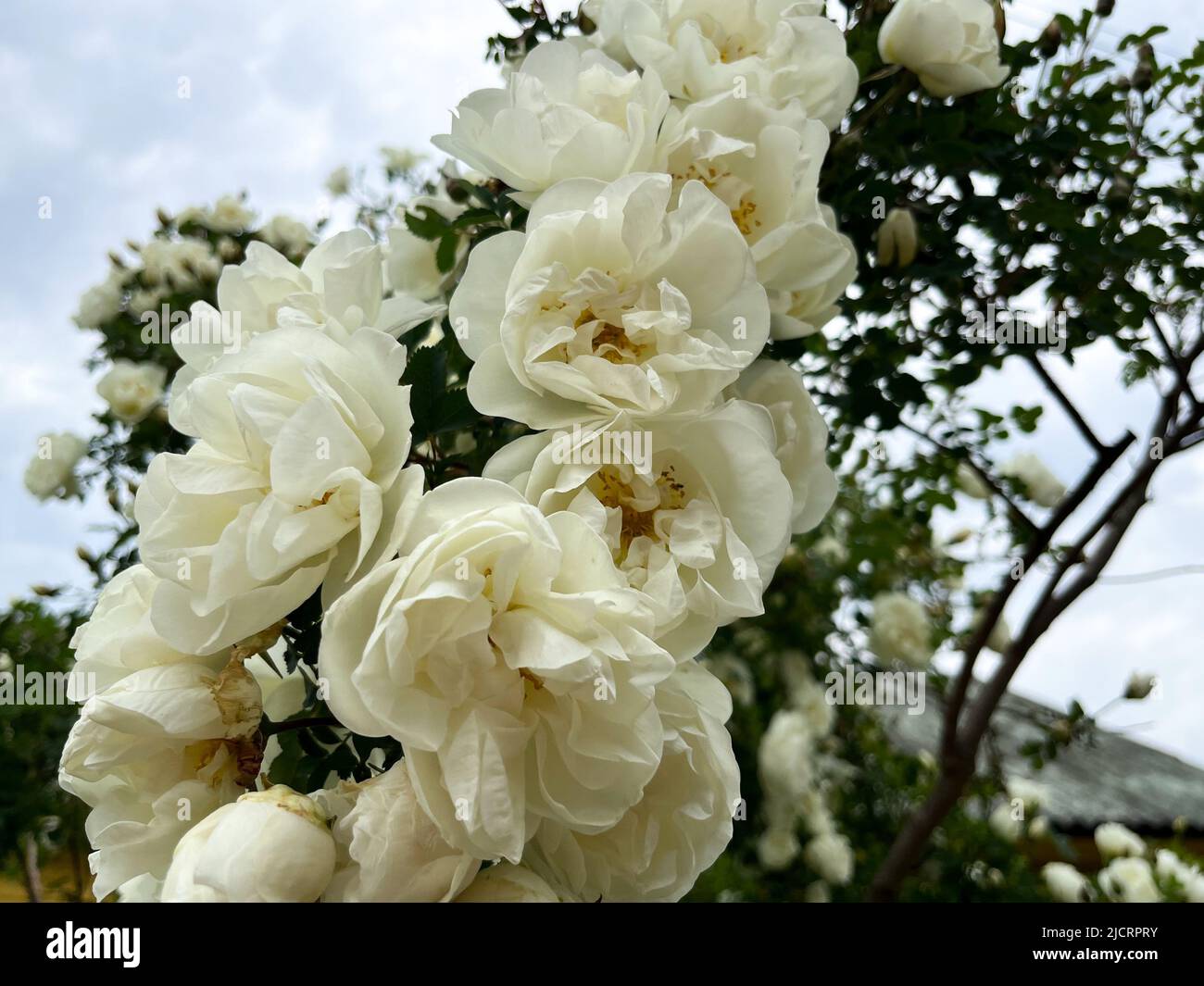 Femoral leaved rose hi-res stock photography and images - Alamy
