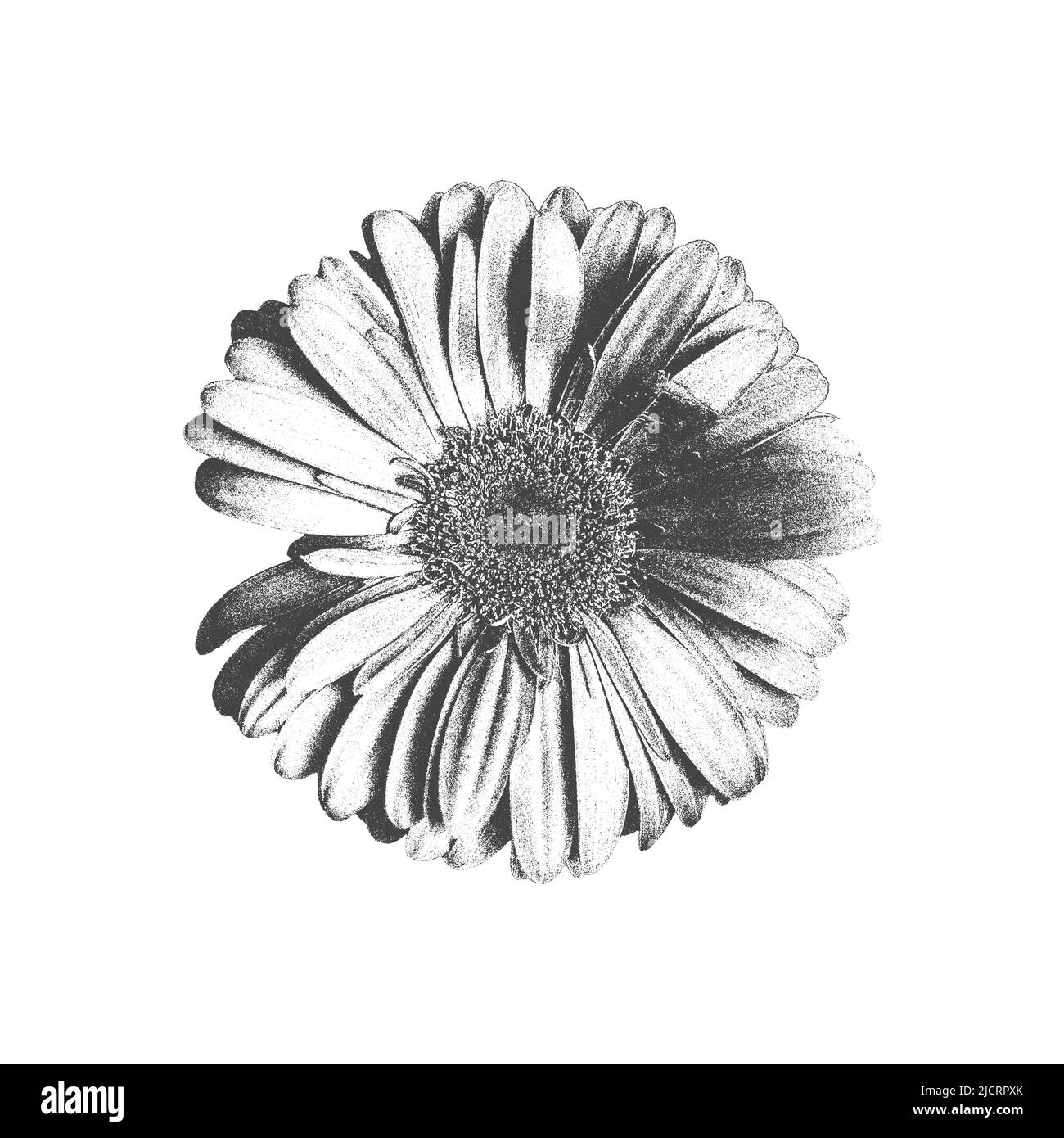 Hand draw chamomile, gerbera flower in retro style. Distress vector ...