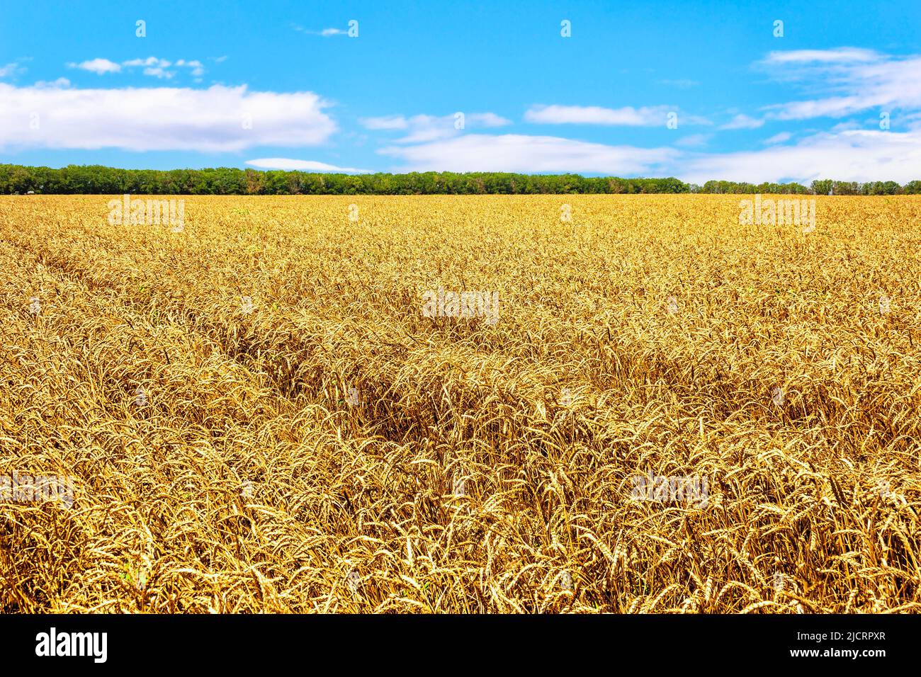 Large wheat field golden hi-res stock photography and images - Alamy