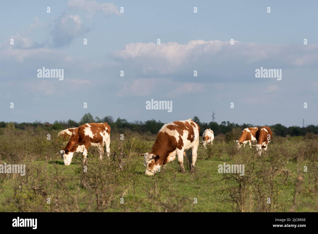 Cows graze grass among shrubs, cattle in free range in plain field in ...