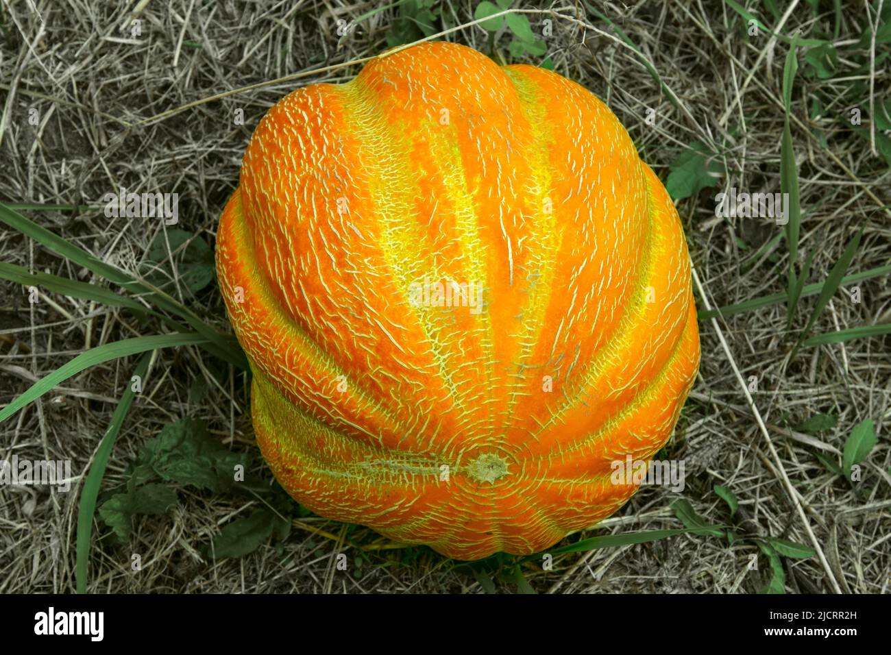 Ripe culture hi-res stock photography and images - Alamy