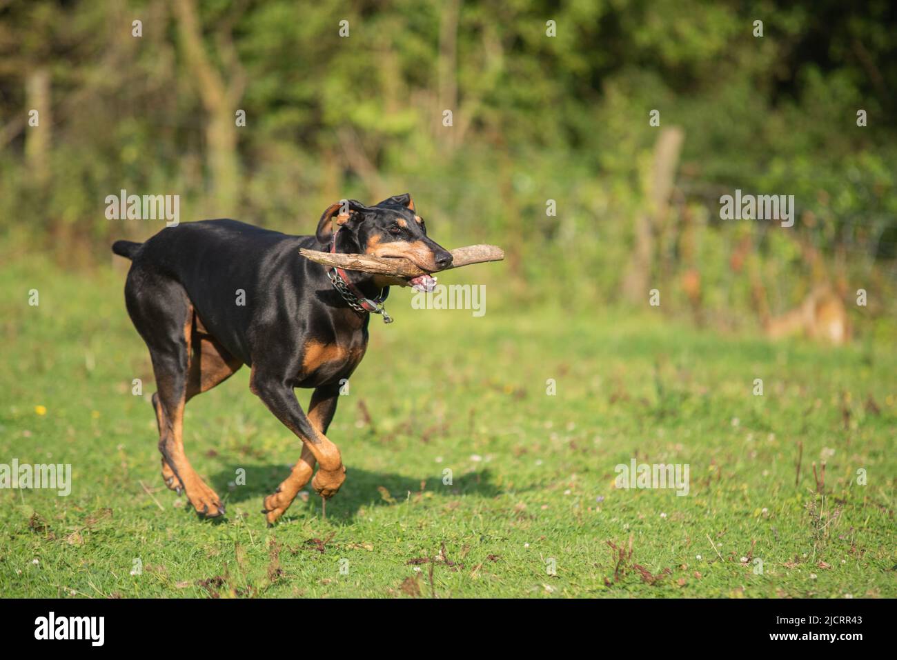 Doberman dog running with stick in mouth, UK Stock Photo - Alamy