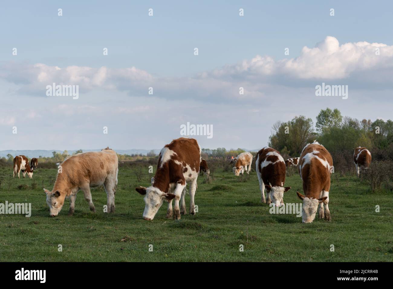 Cows grazing in pasture front view, herd of domestic cows on plainfield ...