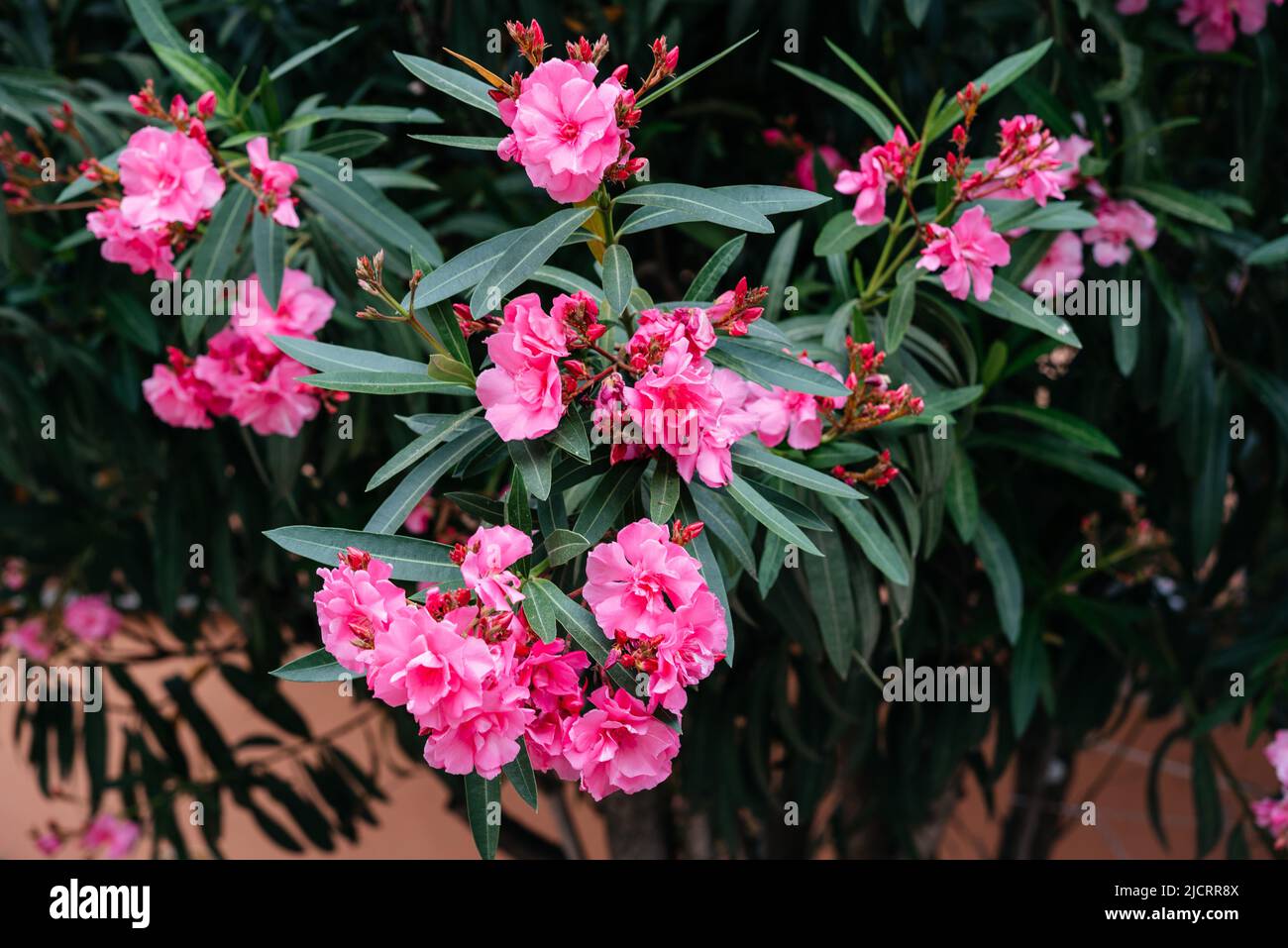 Pink oleander in garden hi-res stock photography and images - Alamy