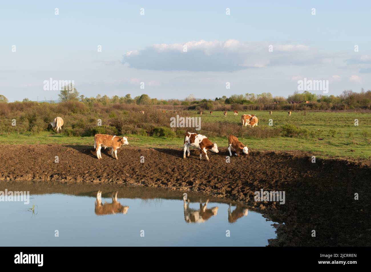 Calves at watering hole reflecting in water, rural landscape Stock ...