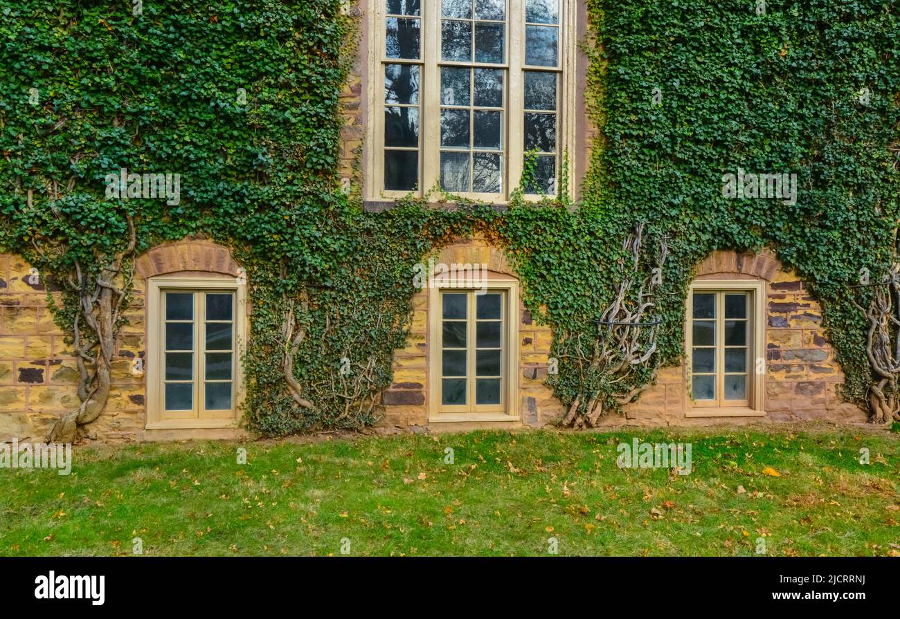 PRINCETON, NJ USA - NOVENBER 12, 2019: creeping plants, ivy on the ...