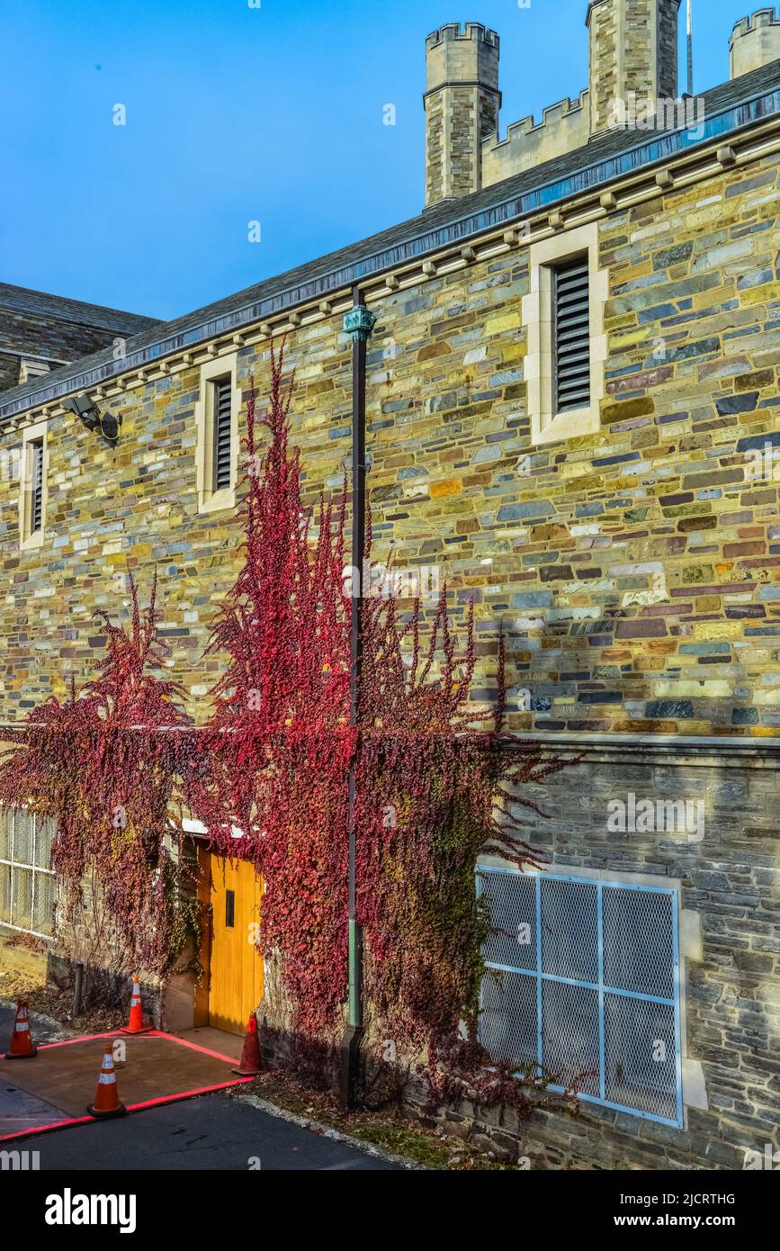 PRINCETON, NJ USA - NOVENBER 12, 2019: creeping plants, ivy on the ...