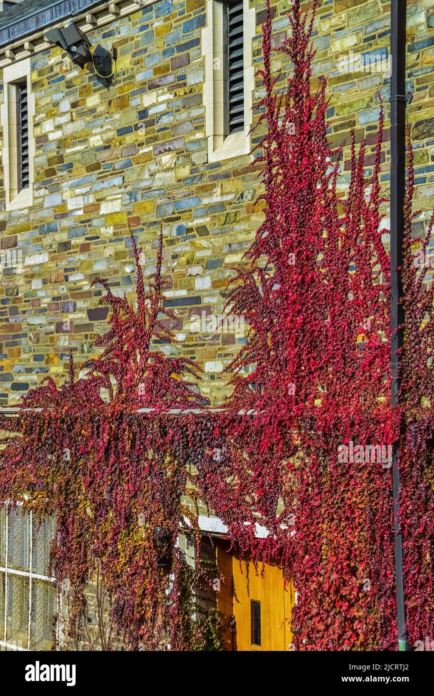 PRINCETON, NJ USA - NOVENBER 12, 2019: creeping plants, ivy on the ...