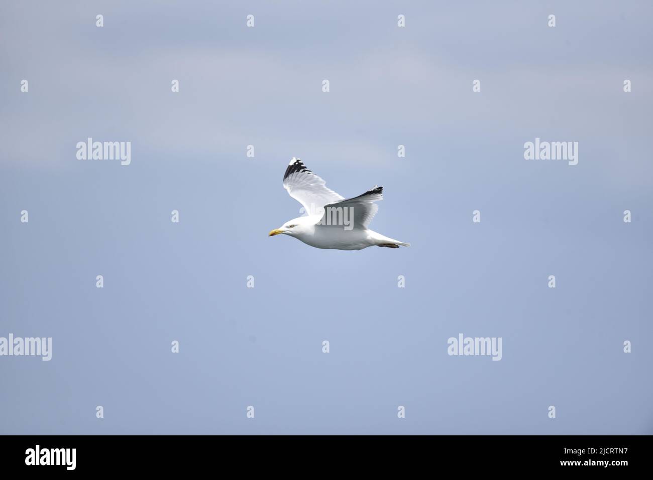 European Herring Gull (Larus argentatus) Flying Right to Left, Middle ...