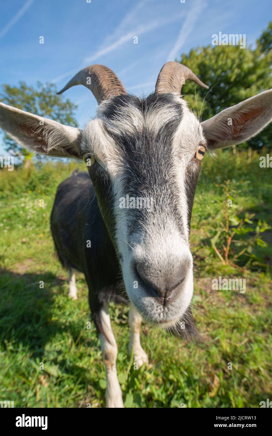 Goat, Wales, UK Stock Photo - Alamy