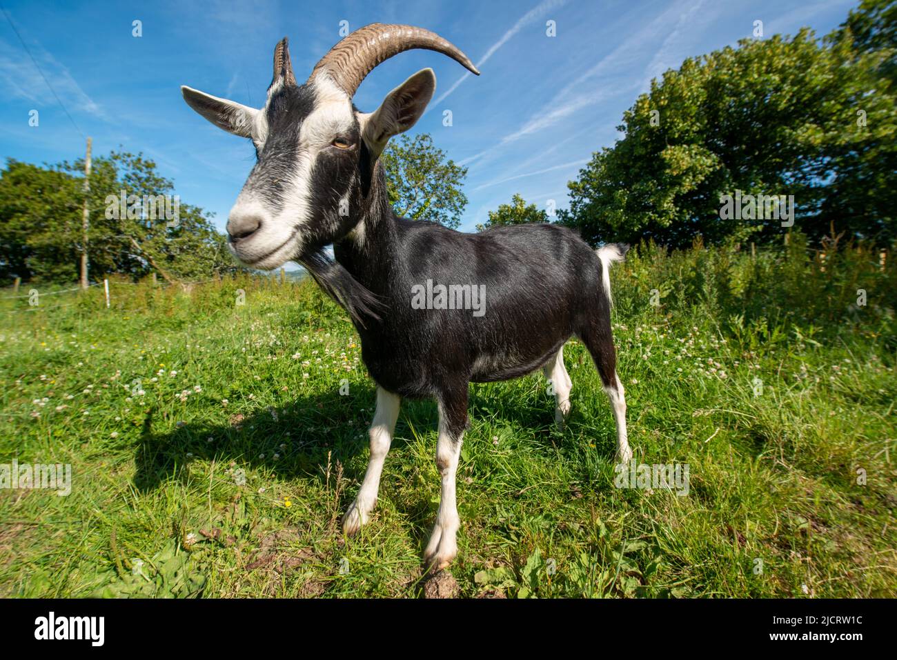 Goat, Wales, UK Stock Photo - Alamy