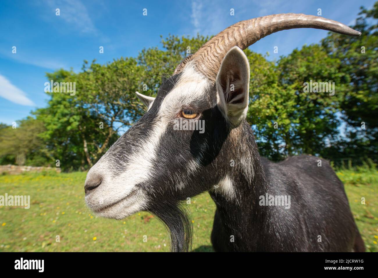 Goat, Wales, UK Stock Photo - Alamy