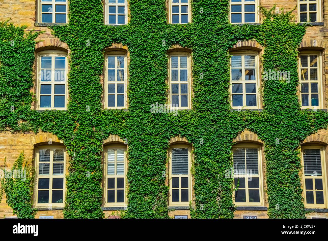 PRINCETON, NJ USA - NOVENBER 12, 2019: creeping plants, ivy on the ...