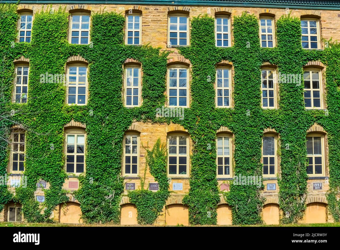 PRINCETON, NJ USA - NOVENBER 12, 2019: creeping plants, ivy on the ...