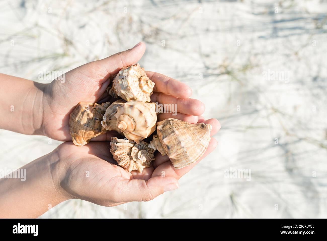 Female hands holding sea shells, seashells on a background of white ...