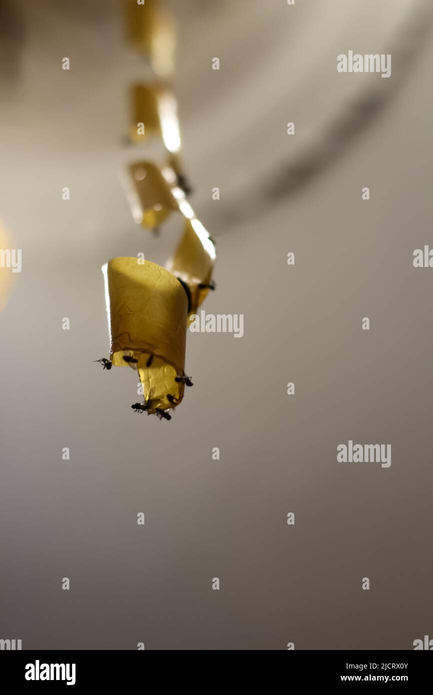 Defocus fly on yellow flypaper. Dead flies on sticky tape, trap for ...