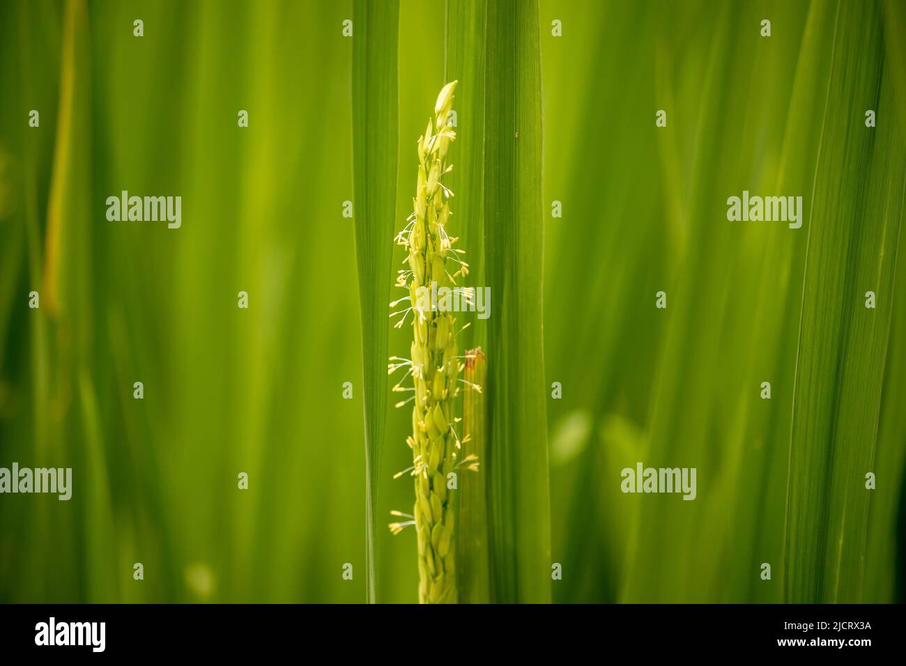 Close shot of flower of rice in paddy field Stock Photo - Alamy