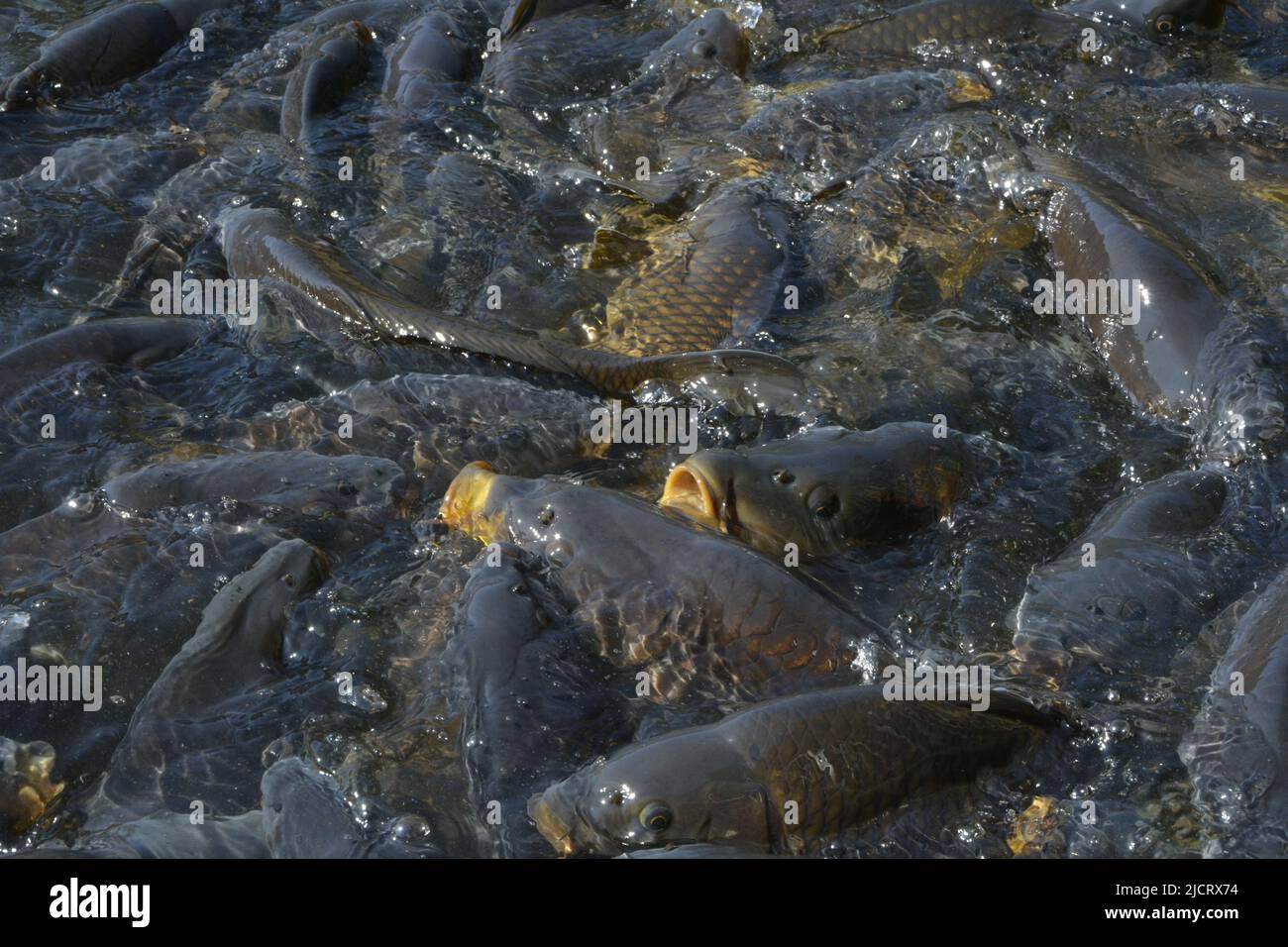 school and shoal (Group of Fish Stock Photo - Alamy