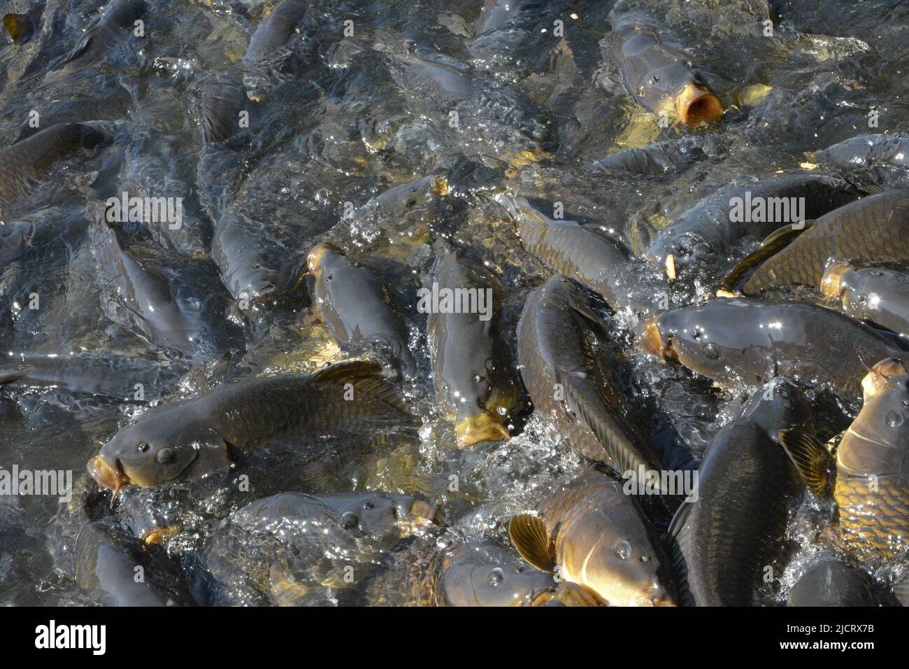 Scombroid hi-res stock photography and images - Alamy