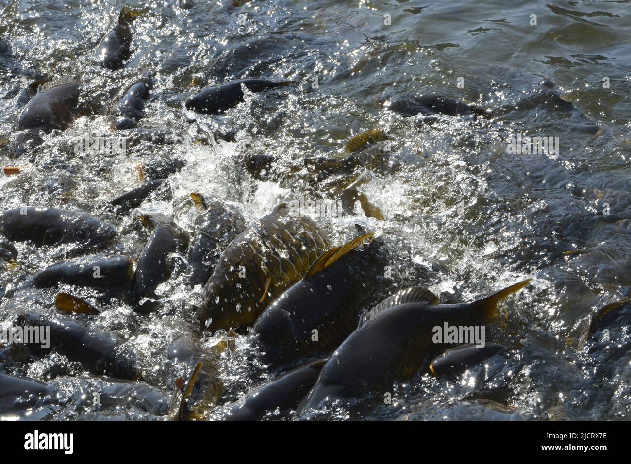 Scombroid fish hi-res stock photography and images - Alamy