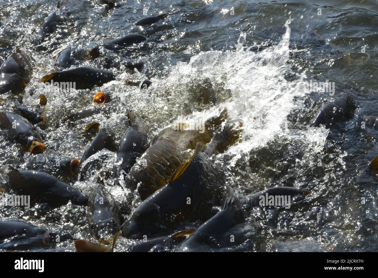 school and shoal (Group of Fish Stock Photo - Alamy