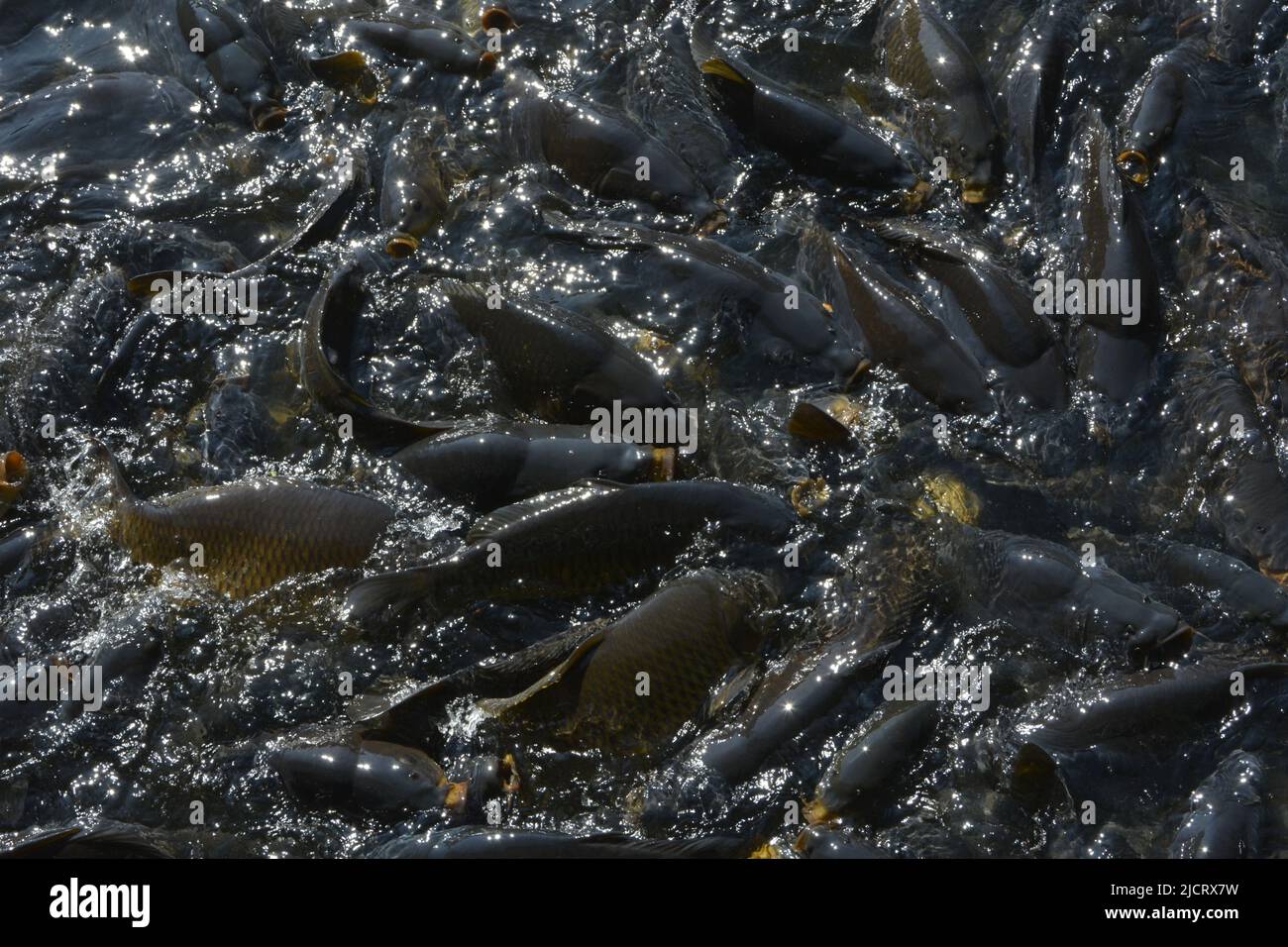 school and shoal (Group of Fish Stock Photo - Alamy