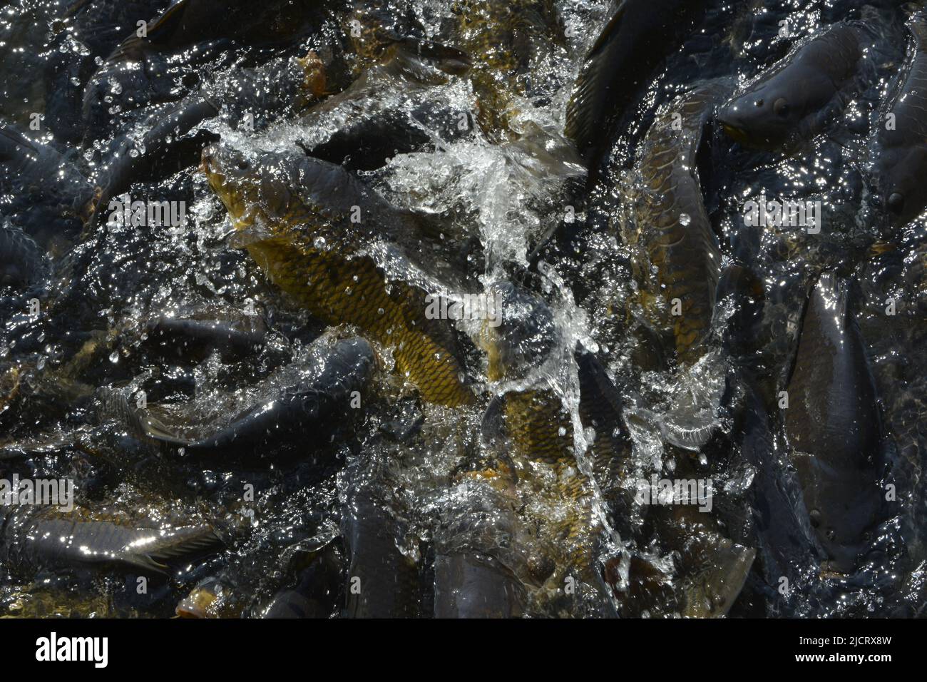 school and shoal (Group of Fish Stock Photo - Alamy