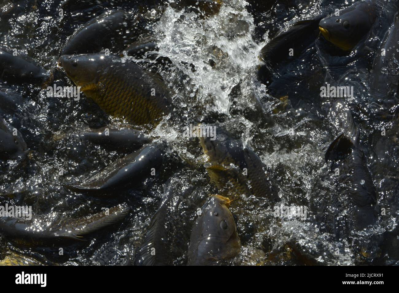school and shoal (Group of Fish Stock Photo - Alamy
